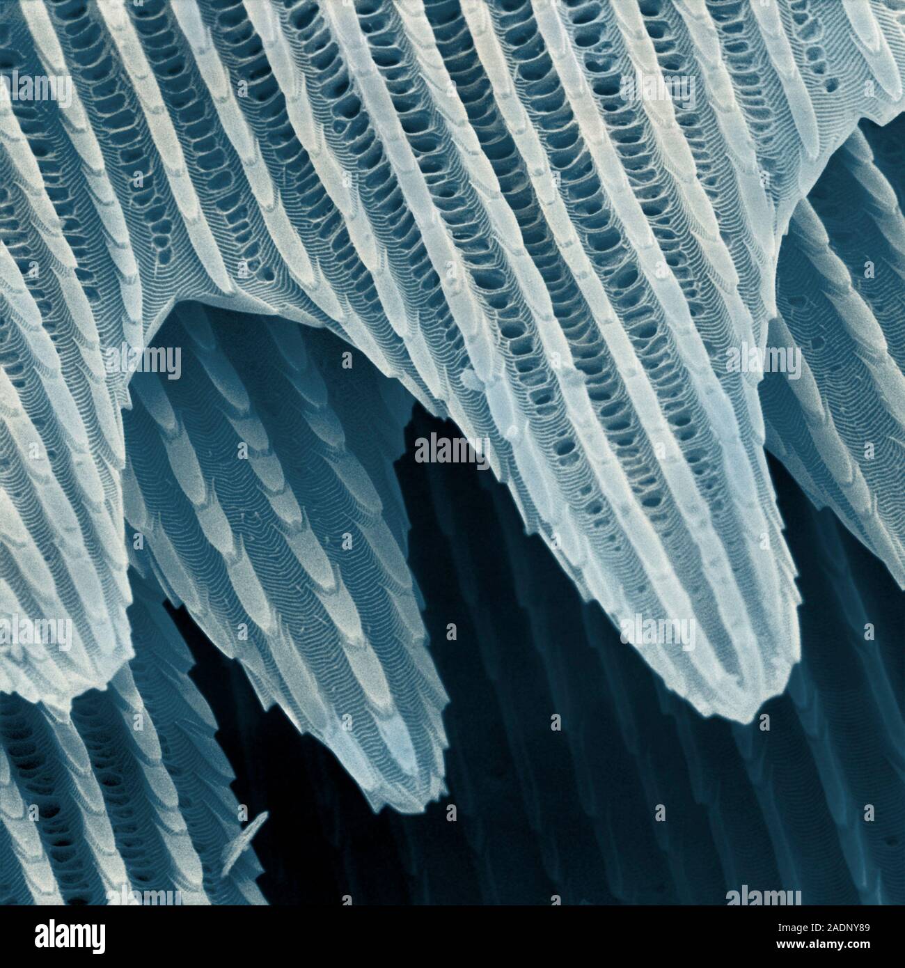 Butterfly wing. Coloured scanning electron micrograph (SEM) of scales ...