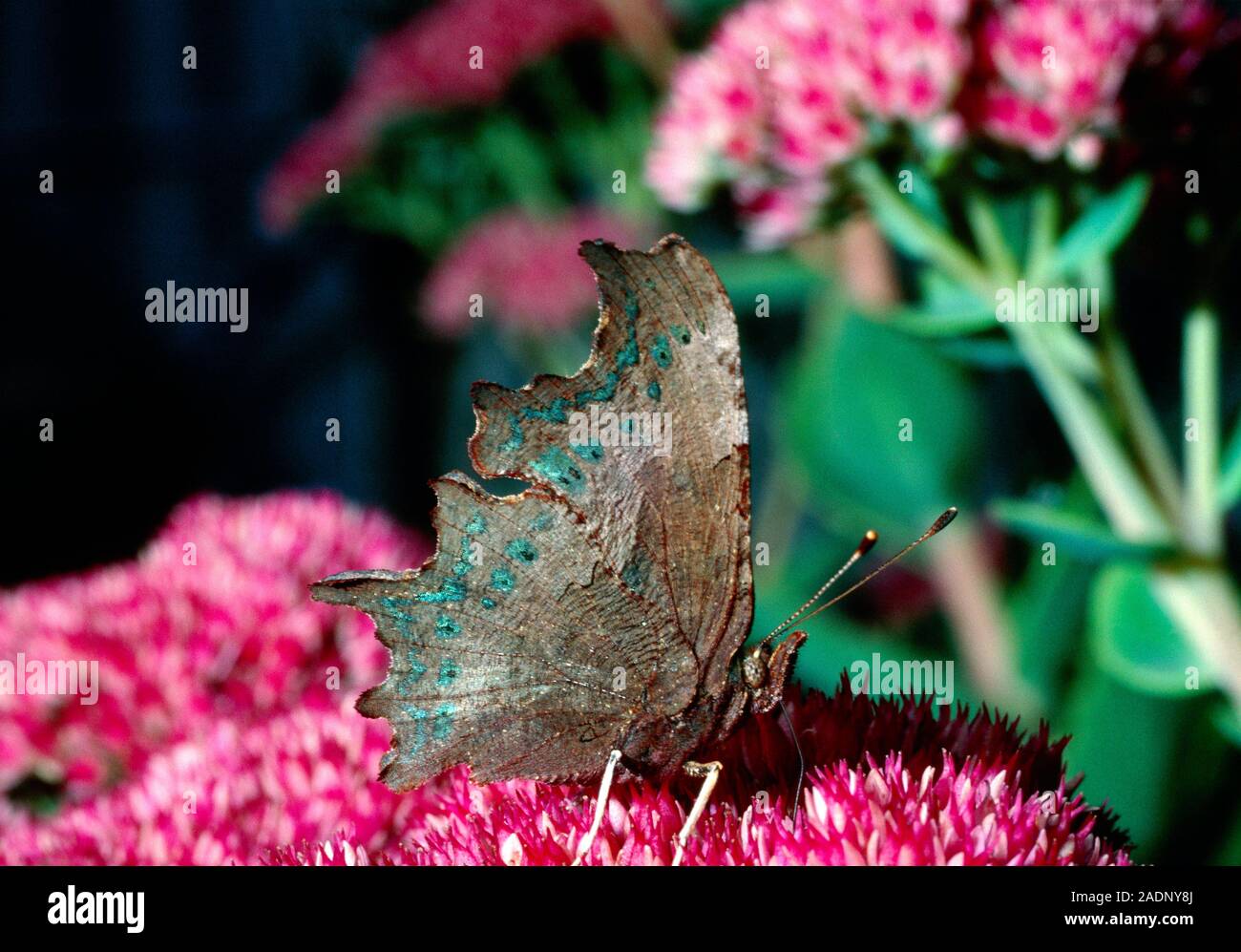 Comma butterfly (Polygonia c-album) in side view with wings closed, on ...