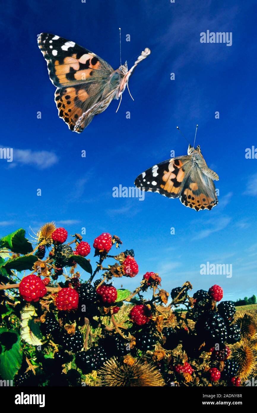 Painted lady butterflies in flight. Composite high-speed photograph of ...