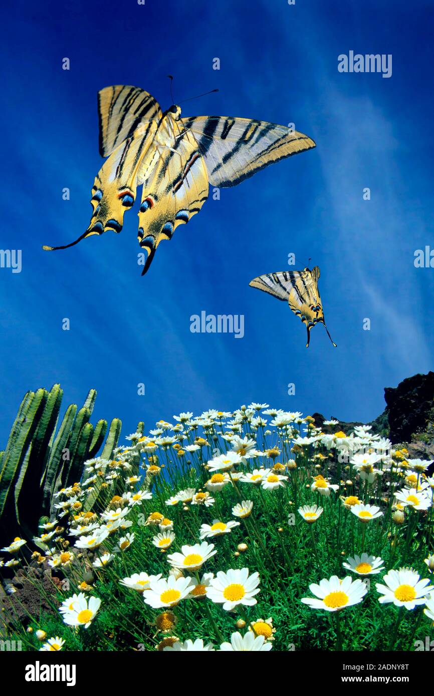 Swallowtail butterflies in flight. Composite high- speed photograph of ...