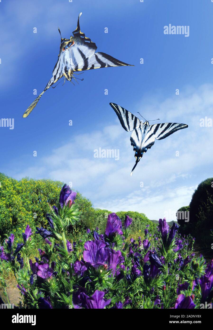 Swallowtail butterflies in flight. Composite high- speed photograph of ...
