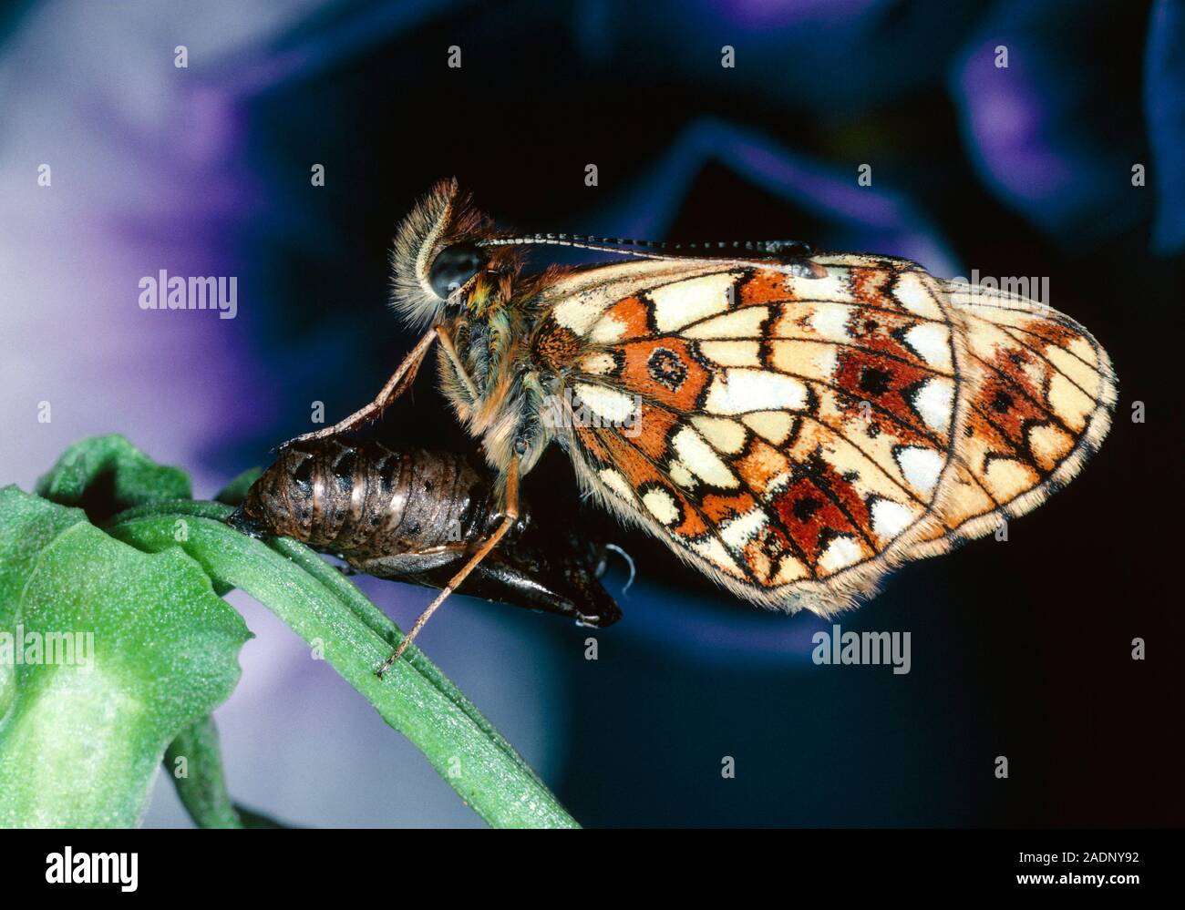 Pearl-bordered Fritillary butterfly (Boloria euphrosyne). Newly emerged ...