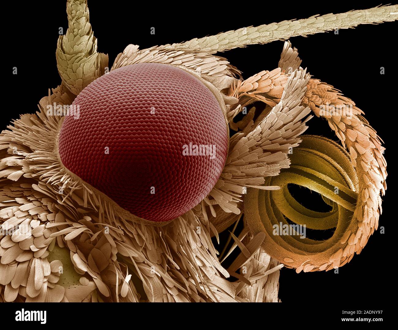 Moth eye and proboscis. Coloured scanning electron micrograph (SEM) of ...