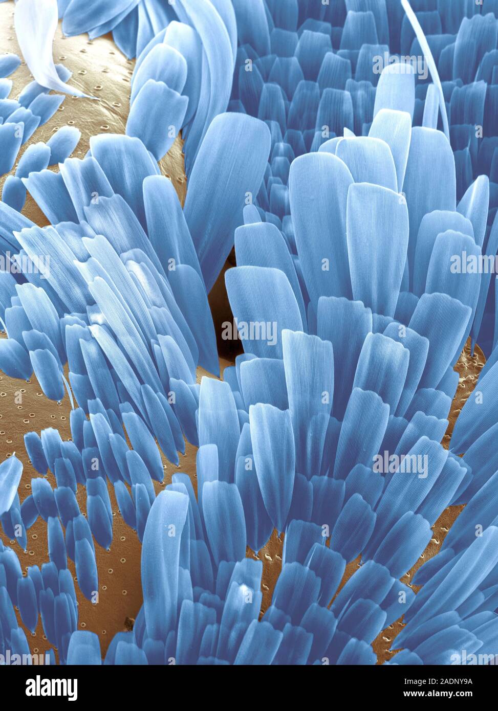 Moth wing scales. Coloured scanning electron micrograph (SEM) of scales ...