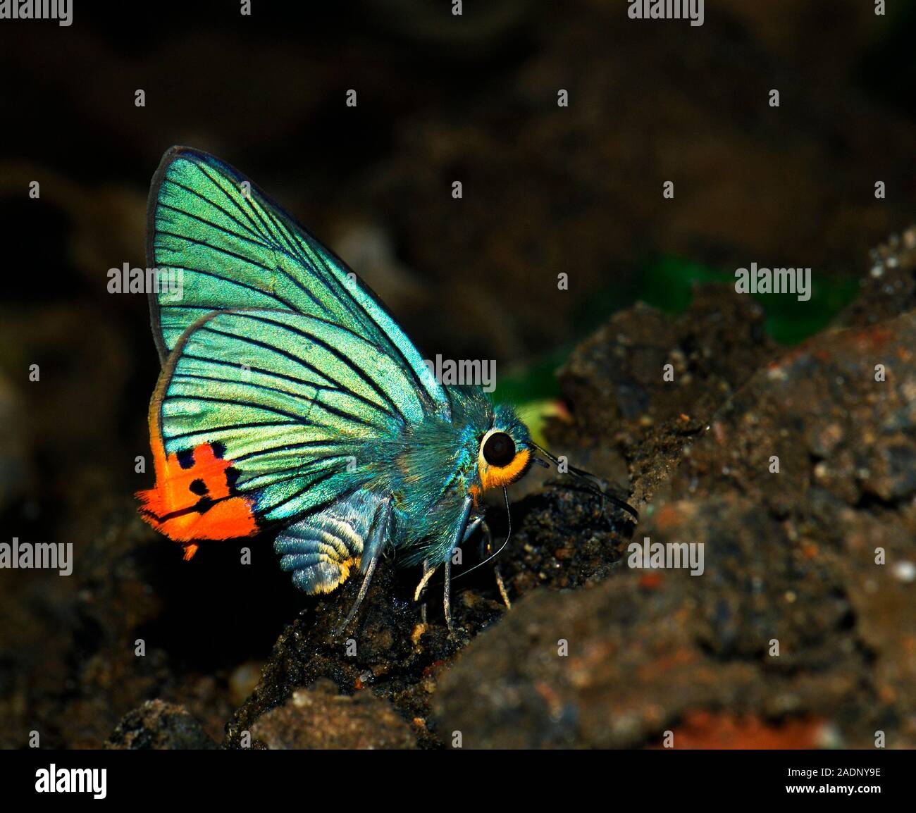 Male Indian awlking butterfly (Choaspes benjaminii) feeding on animal ...