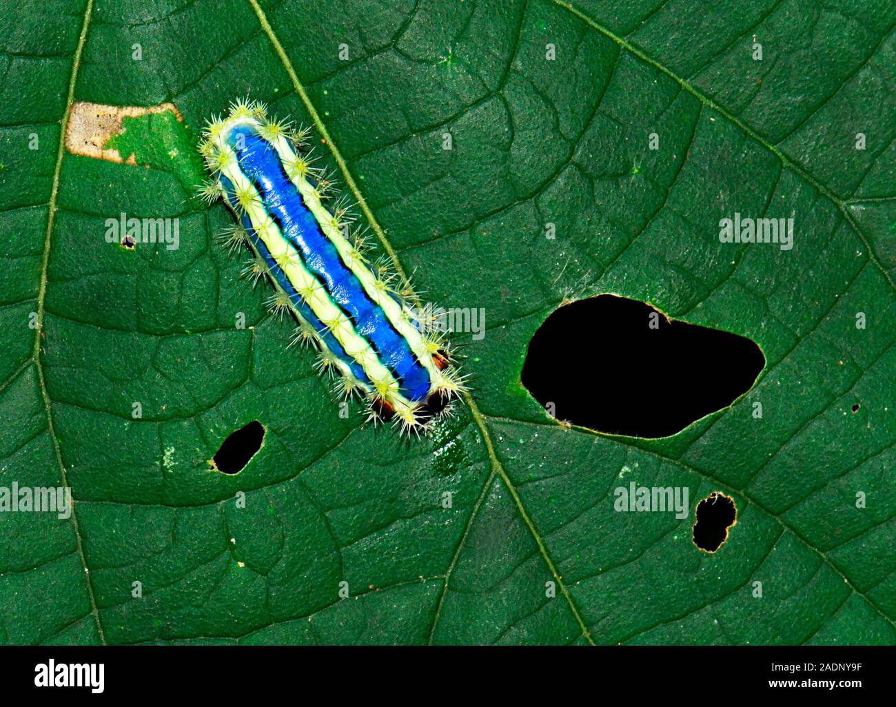 Stinging slug moth caterpillar (family Limacodidae) on a leaf Stock ...