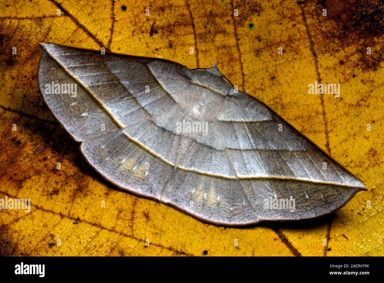 Leaf mimic moth resting on a leaf in a tropical rainforest ...
