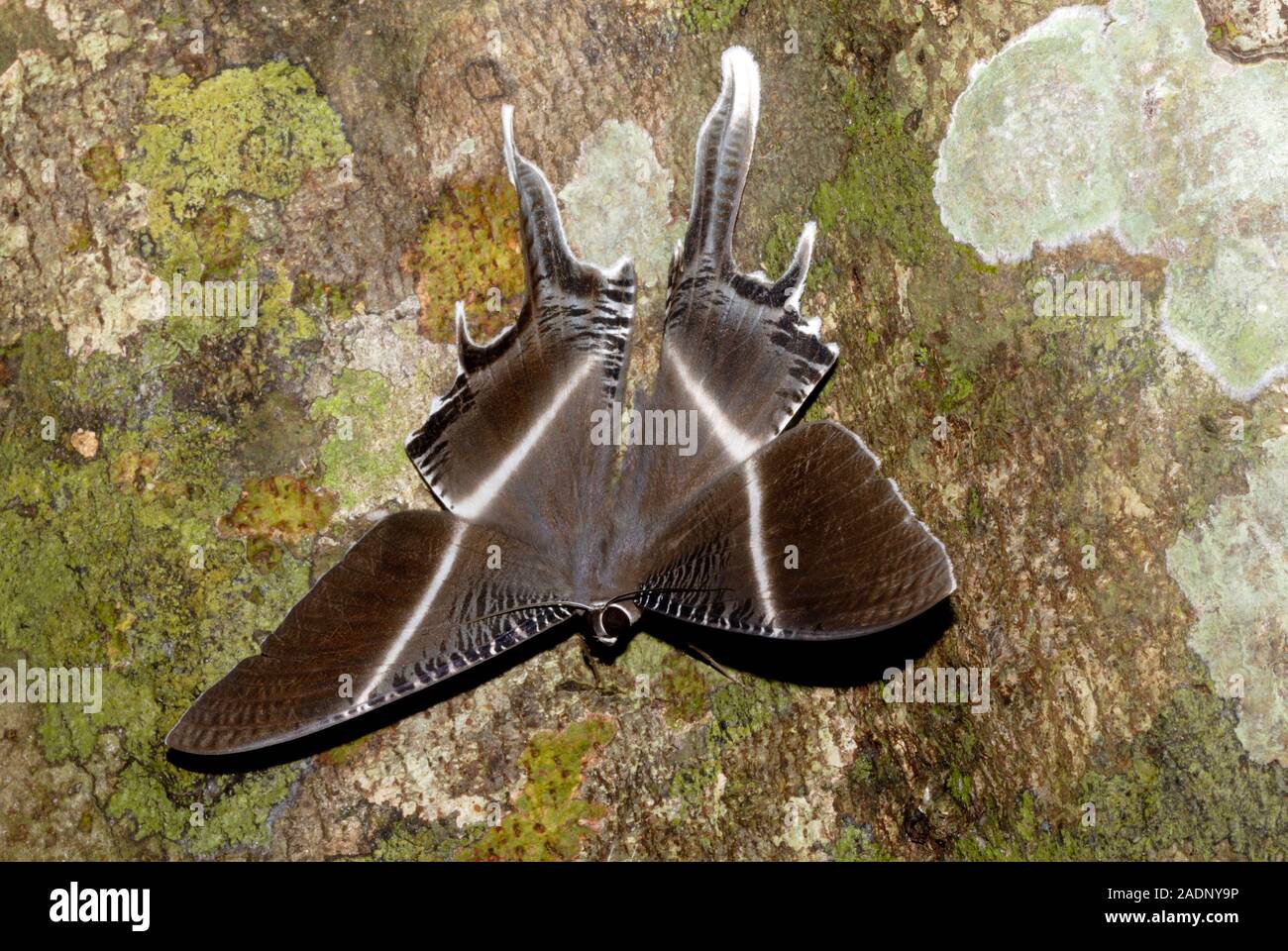 Saturniid moth (Family Saturniidae) on tree bark. Photographed in Sabah ...