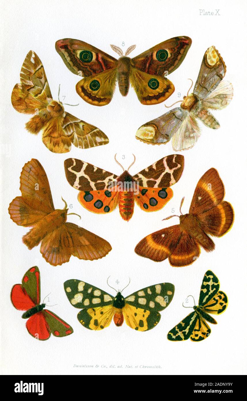 British moths, historical illustration of moth species that were known ...