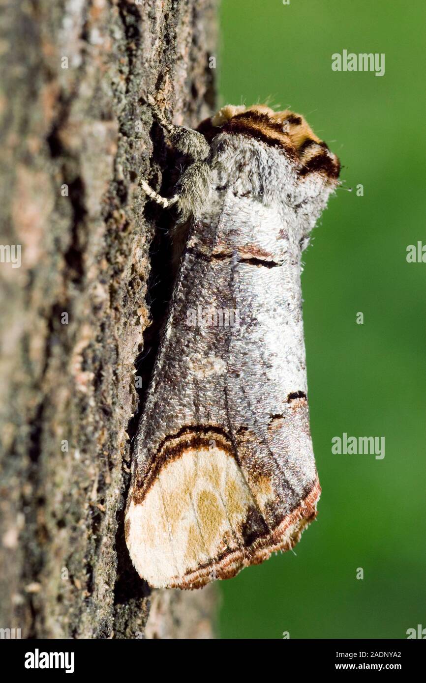 Buff-tip moth (Phalera bucephala) on a tree trunk. Photographed in Kent ...