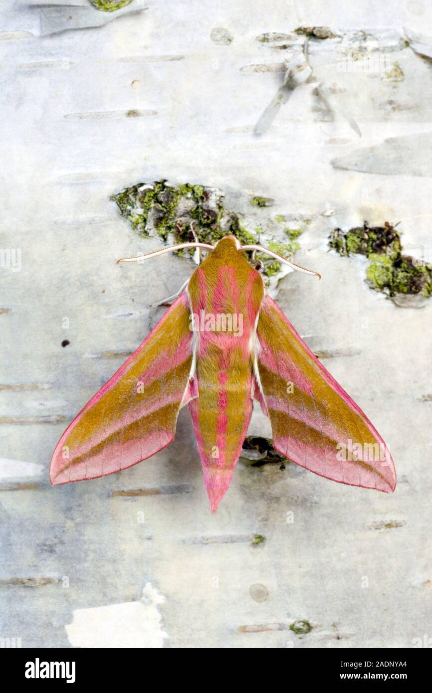 Elephant hawk-moth (Deilephila elpenor) on a silver birch (Betula ...