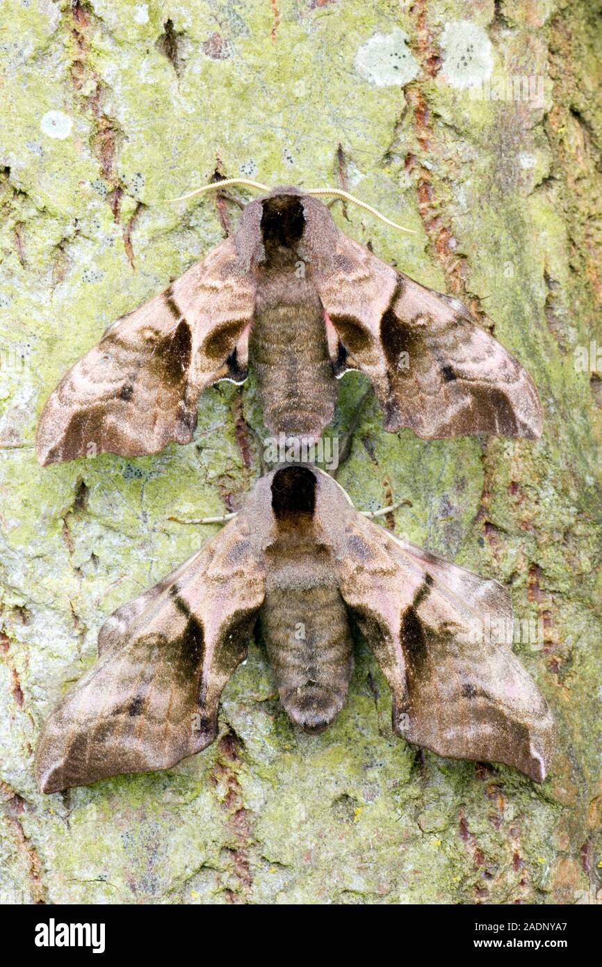 Eyed hawk-moths (Smerinthus ocellatus) at rest on a tree trunk. This ...