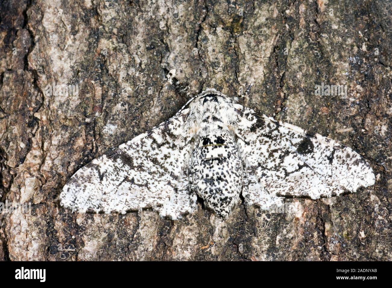 Peppered moth (Biston betularia) resting on a tree trunk. Two forms of ...