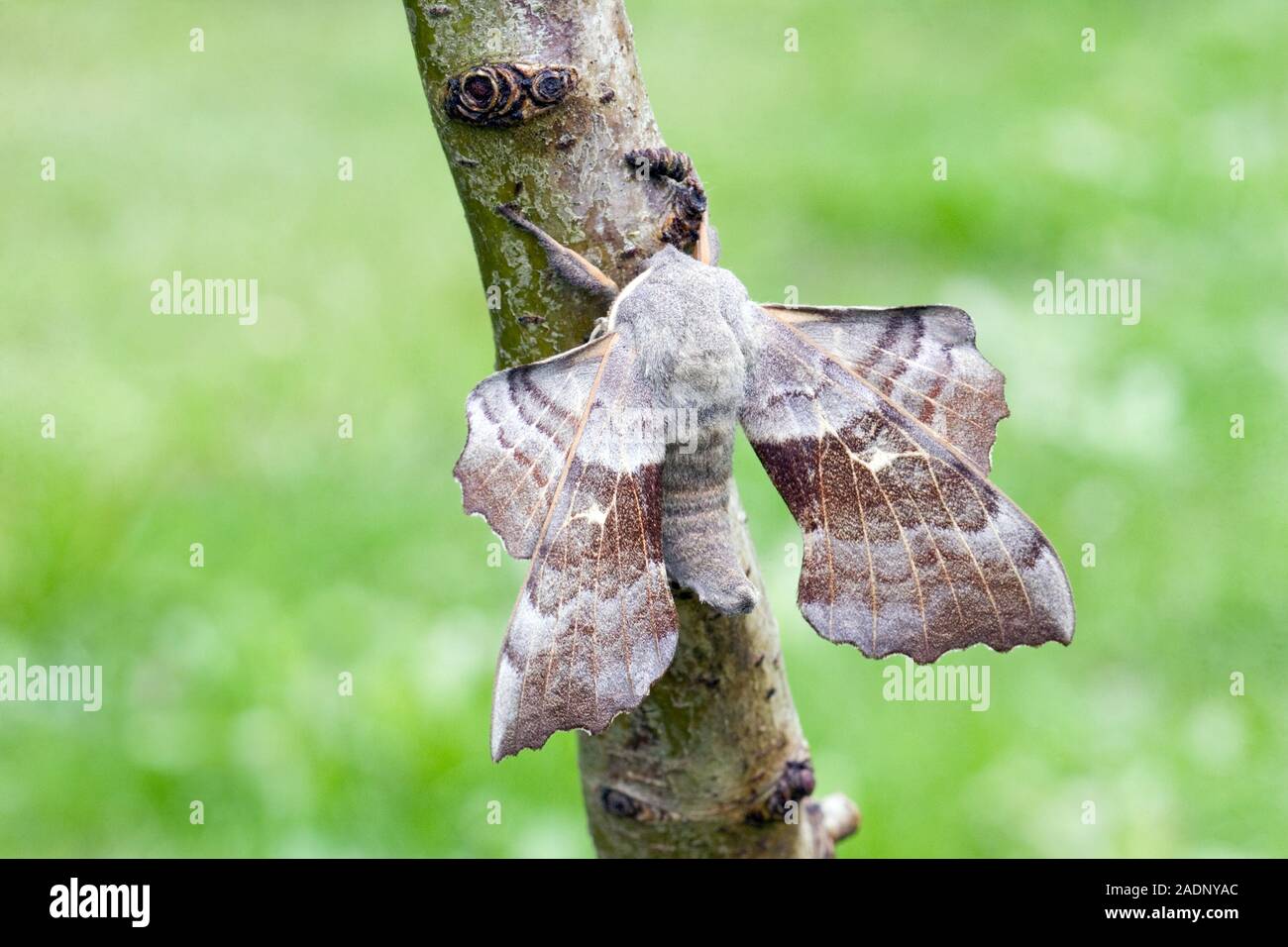 Poplar hawk moth (Lathoe populi) on a tree branch. This species is ...