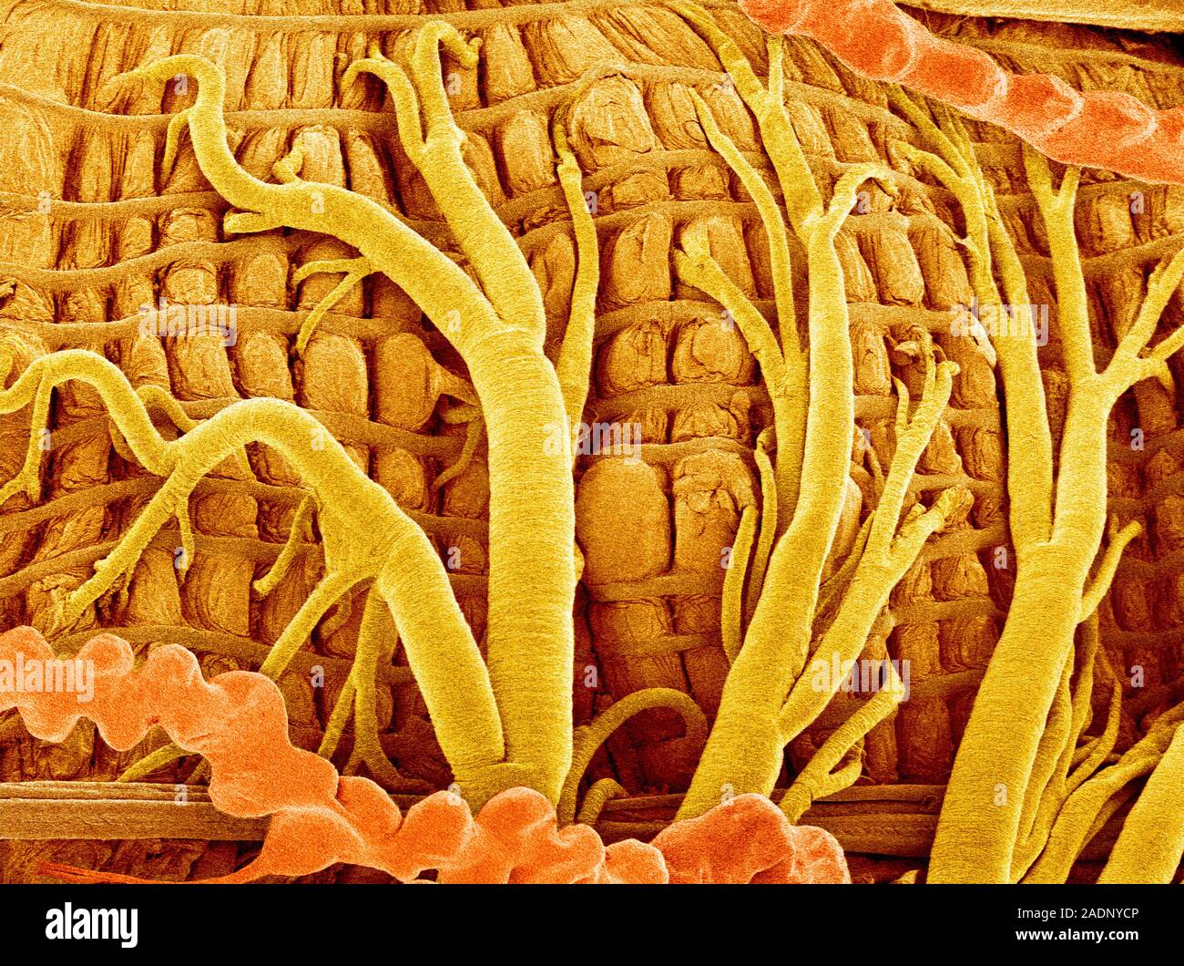 Moth's interior. Coloured scanning electron micrograph (SEM) of the ...