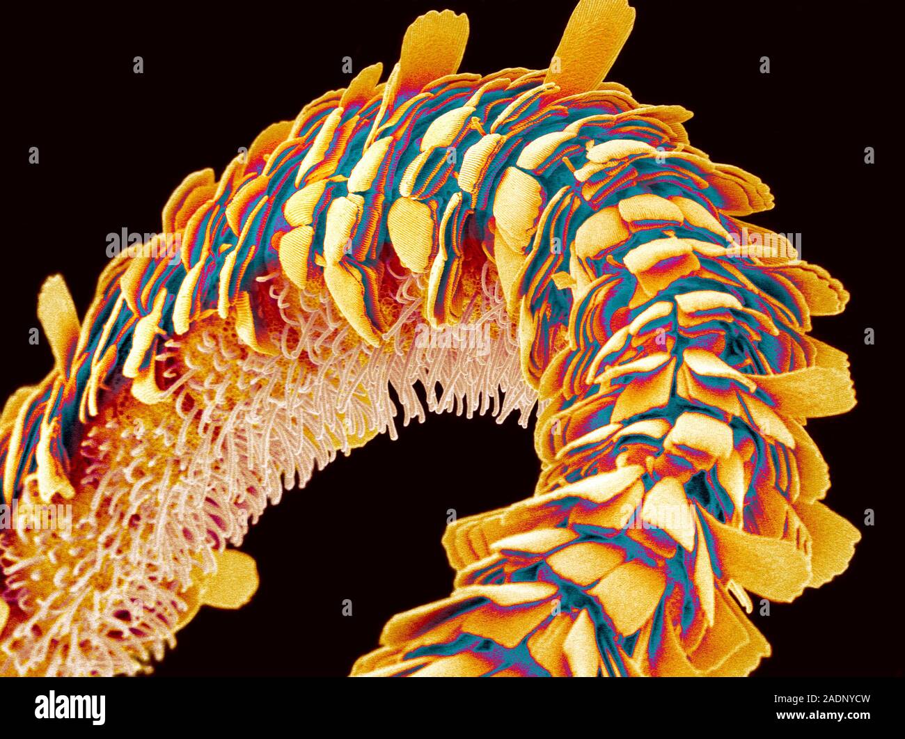 Moth antenna. Coloured scanning electron micrograph (SEM) of the ...