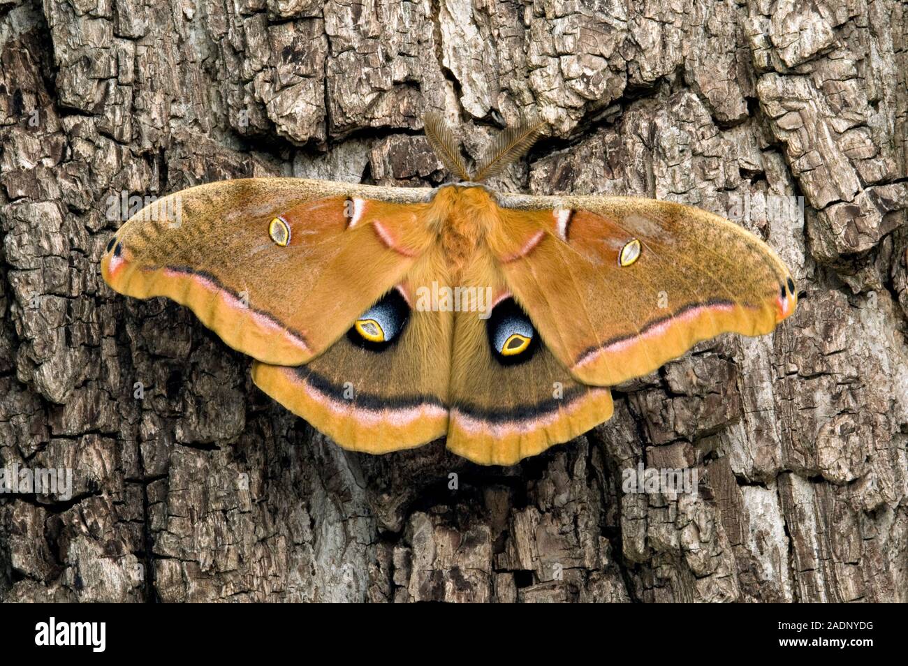 Male polyphemus moth (Antheraea polyphemus) on a tree trunk. This moth ...