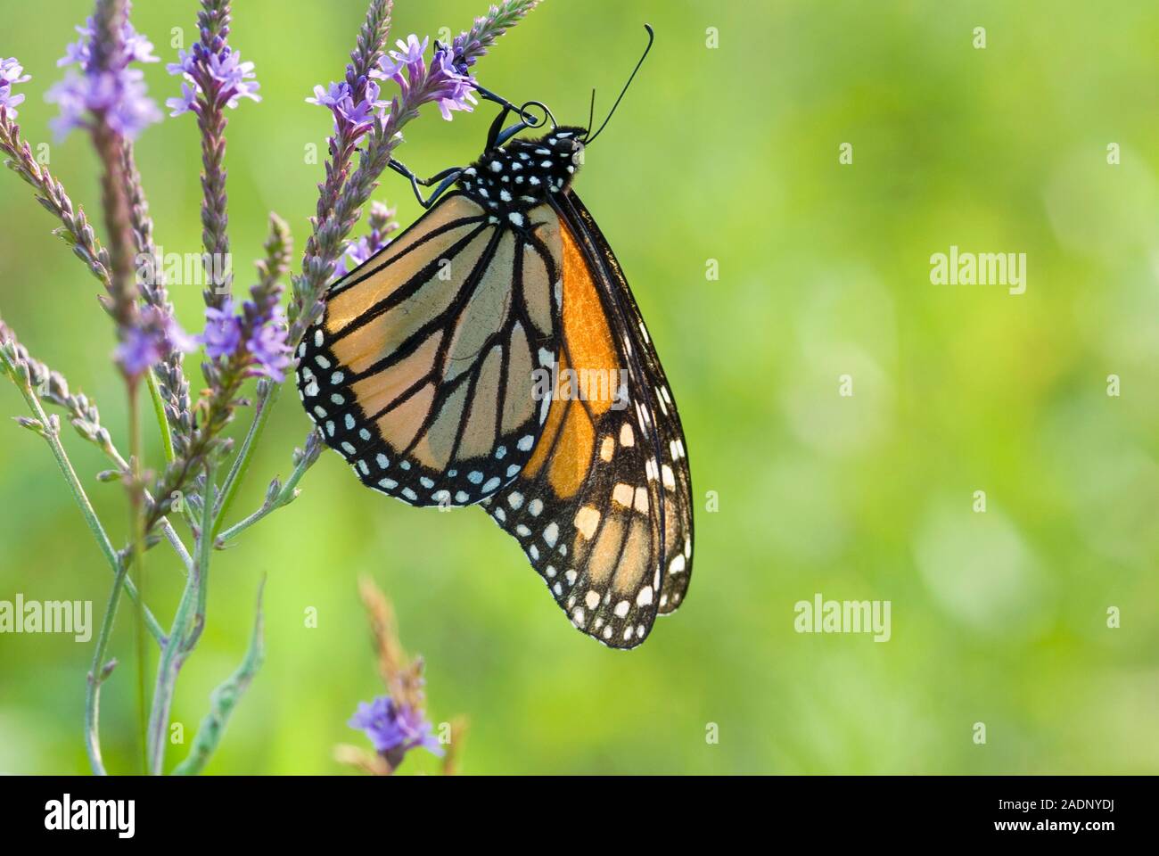 Monarch butterfly (Danaus plexippus) feeding on blue vervain (Verbena ...