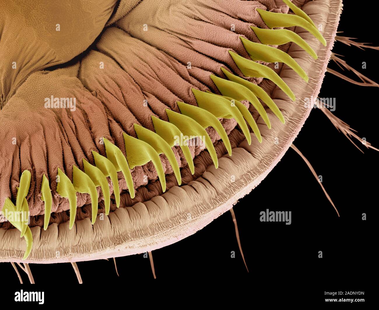 Caterpillar foot. Coloured scanning electron micrograph (SEM) of the ... Caterpillar foot. Coloured scanning electron micrograph (SEM) of the ...