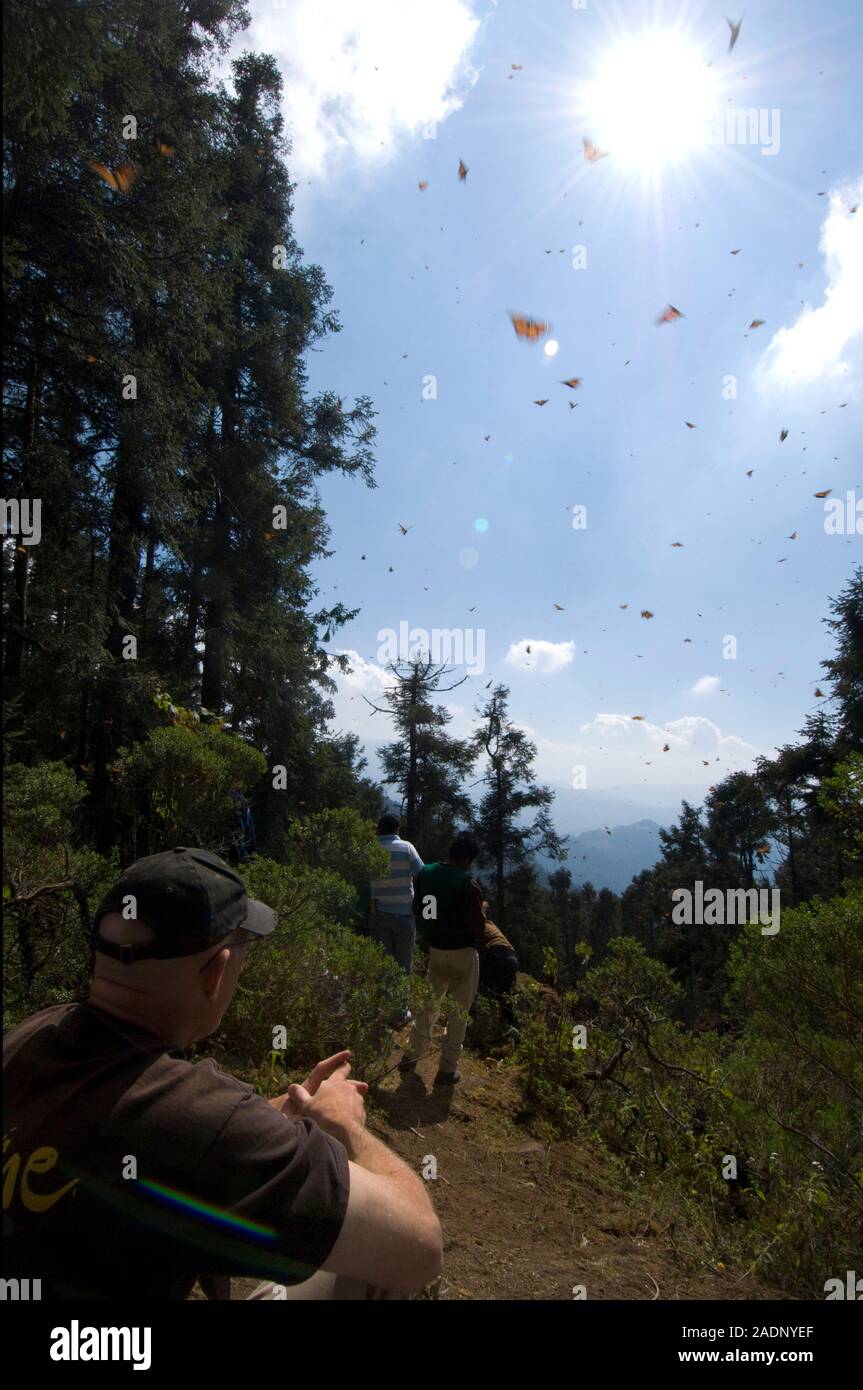 Monarch butterfly nature reserve. Tourists watching and following ...