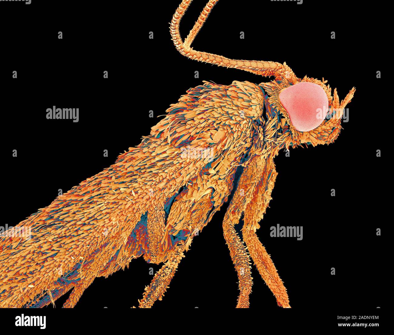 Geometer moth. Coloured scanning electron micrograph (SEM) of a moth ...