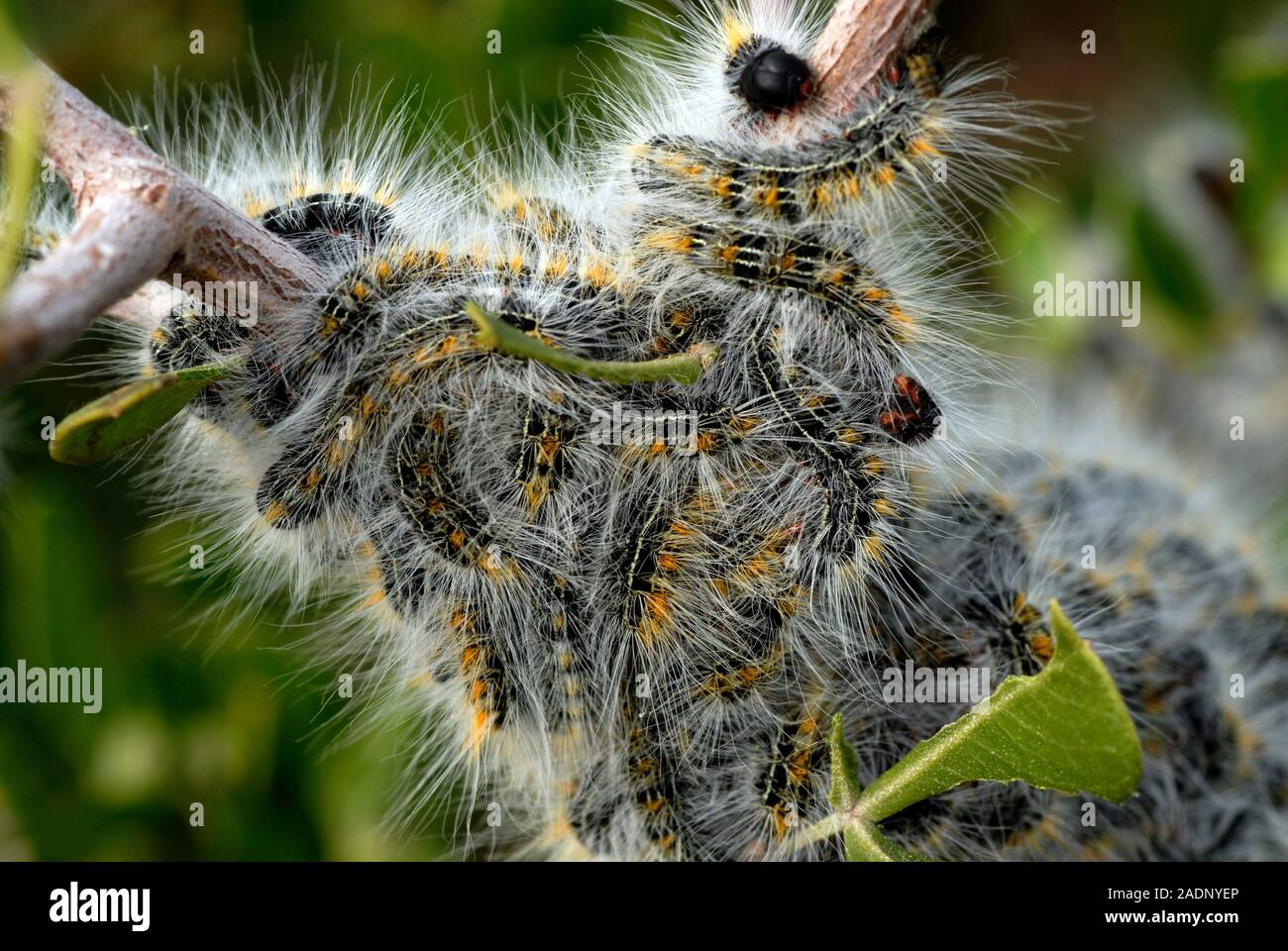 Caterpillars on a branch feeding. The hairs on the caterpillars' bodies ...