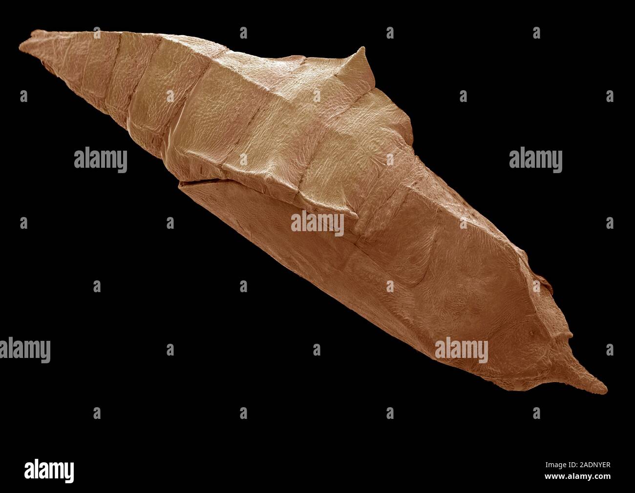Chrysalis, coloured scanning electron micrograph (SEM). A chrysalis is ...