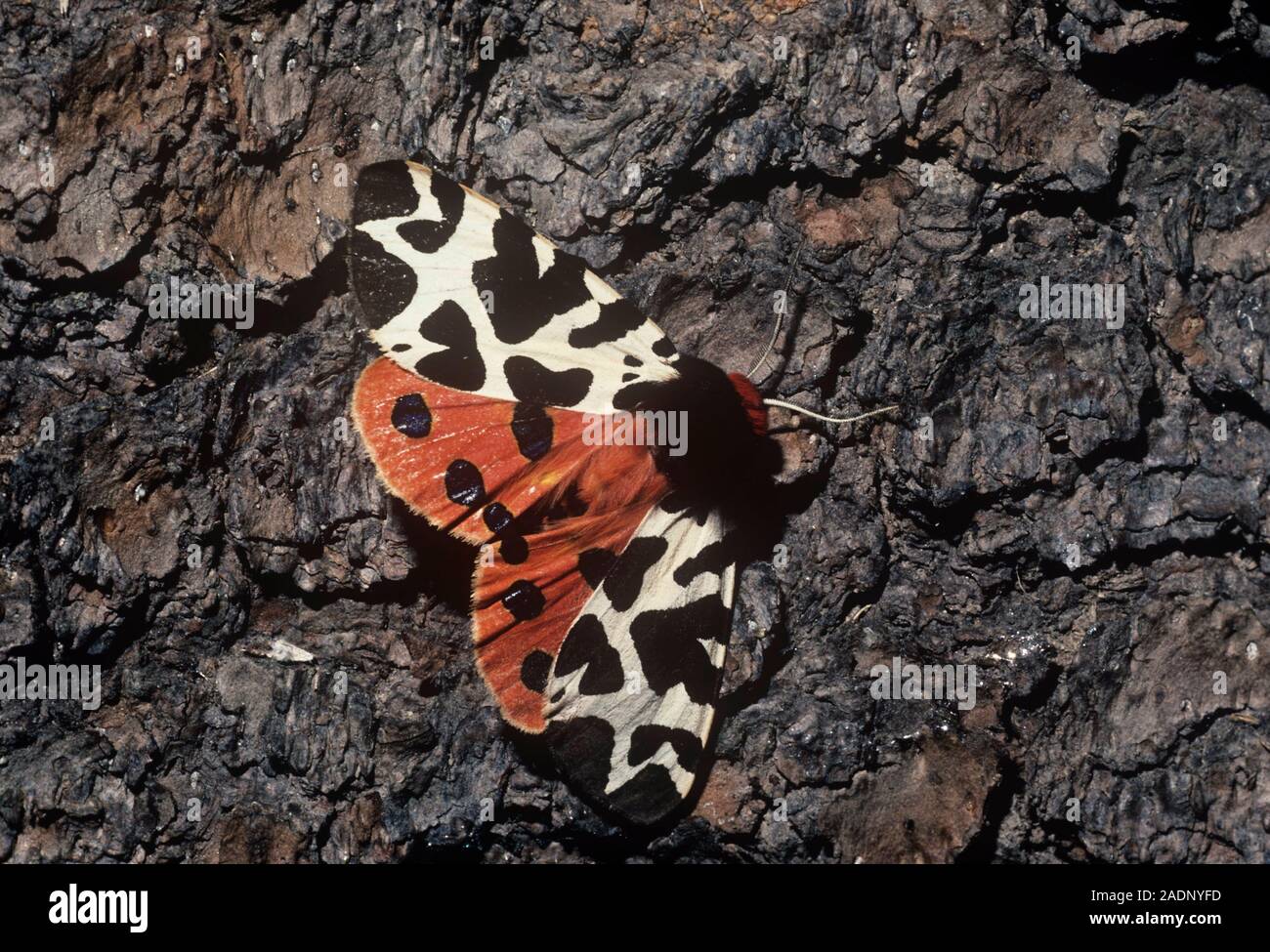 Garden tiger moth (Arctia caja) on tree bark Stock Photo - Alamy