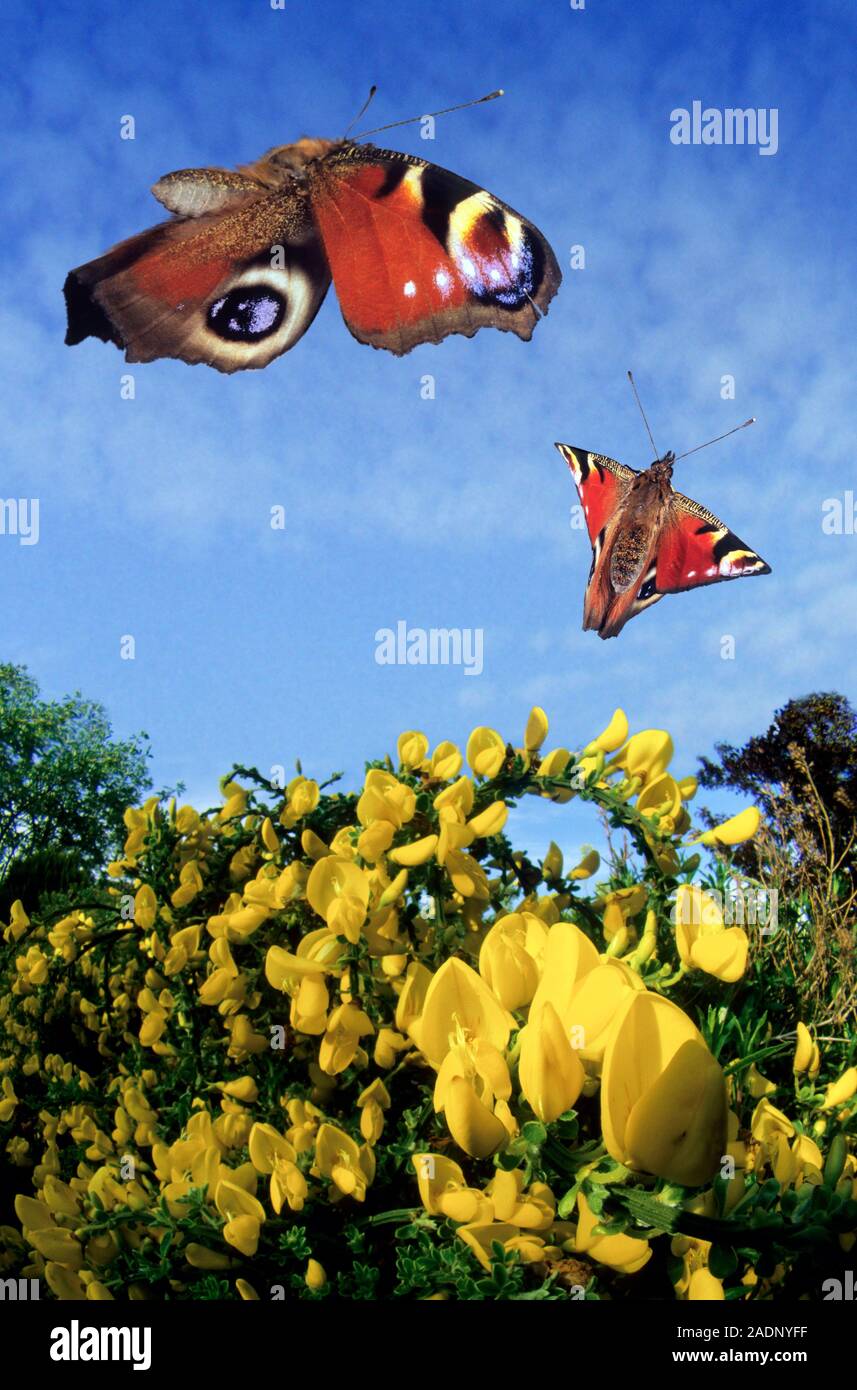 Peacock butterflies in flight. Composite high-speed photograph of two ...