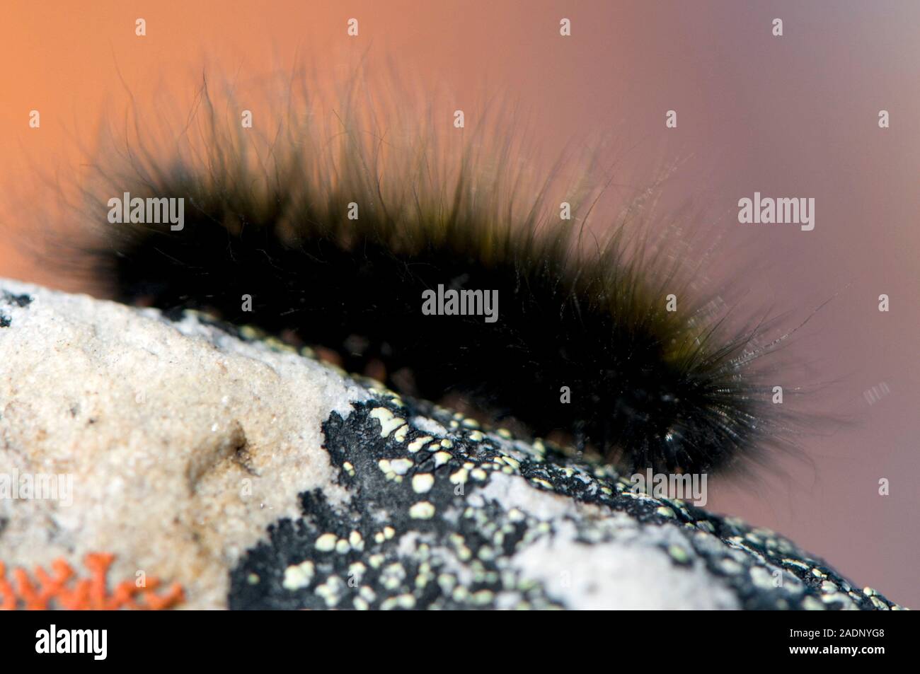 Arctic woolly bear moth caterpillar (Gynaephora groenlandica). This ...