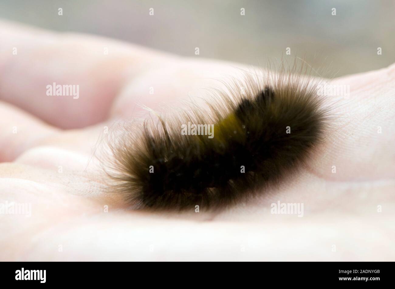 Arctic woolly bear moth caterpillar (Gynaephora groenlandica) being ...