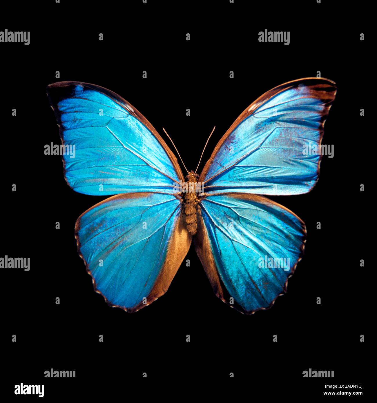 Blue morpho butterfly (Morpho sp.). This butterfly inhabits tropical ...