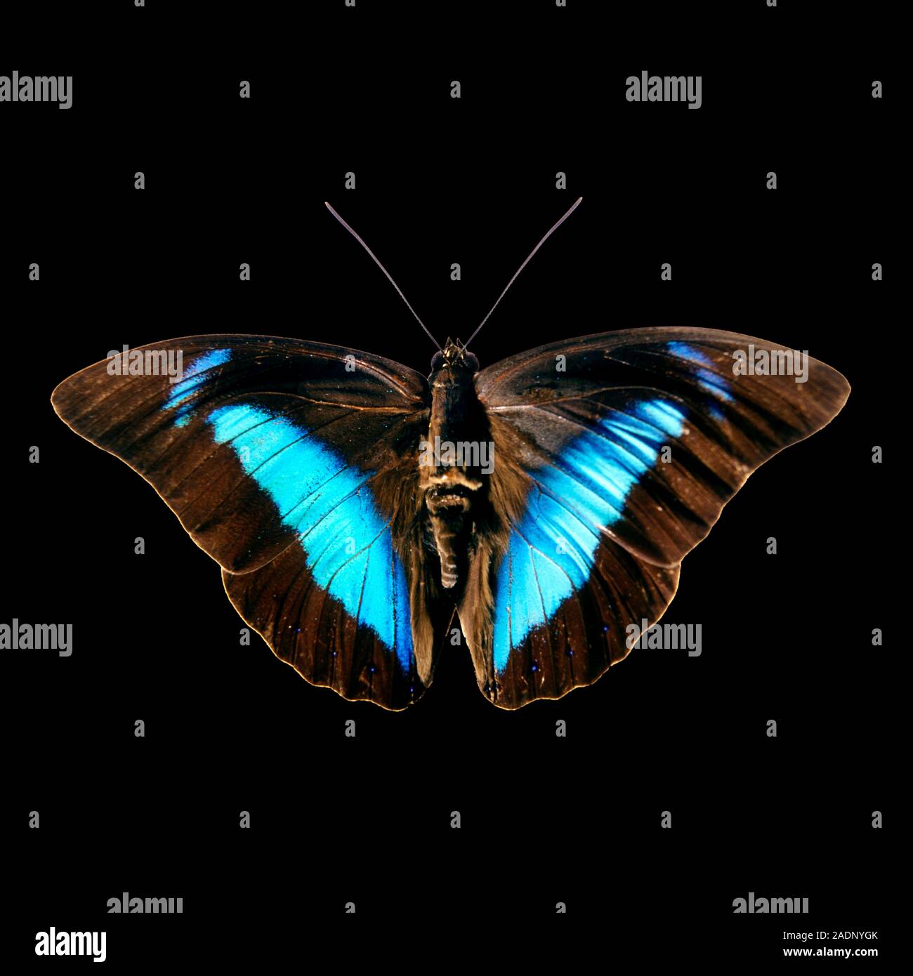 Blue morpho butterfly (Morpho sp.). This butterfly inhabits tropical ...