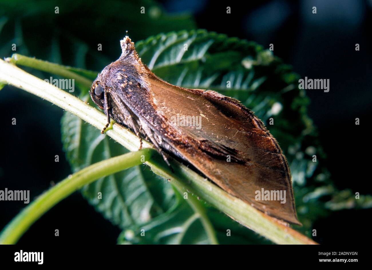 Saturniid (family Saturniidae) moth on a plant. The Saturniidae family ...