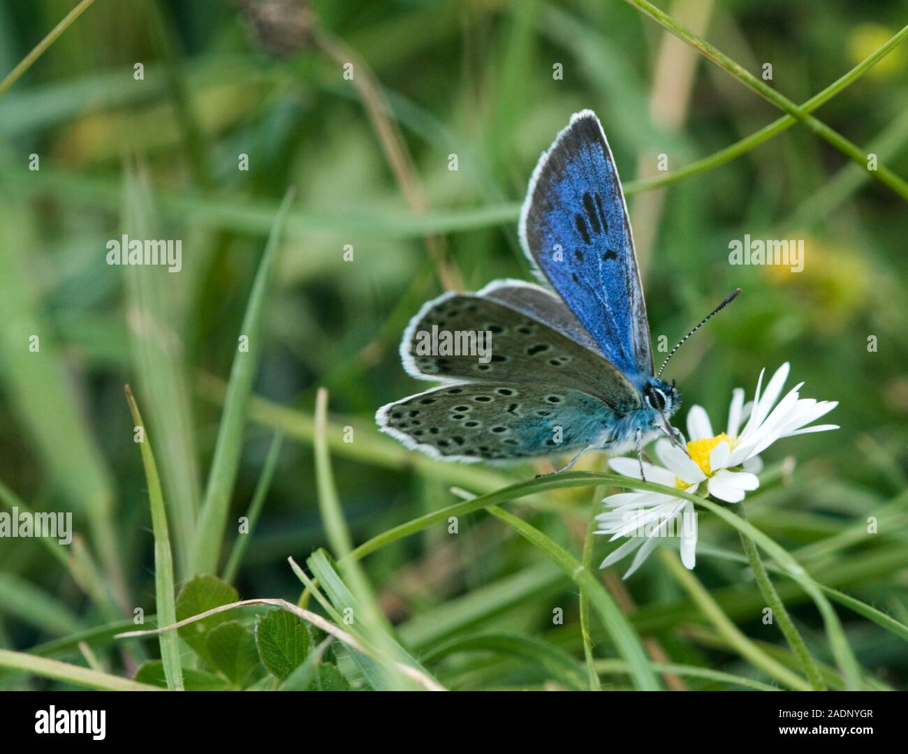 Large blue butterfly (Maculinea arion) on a flower. The large blue is ...