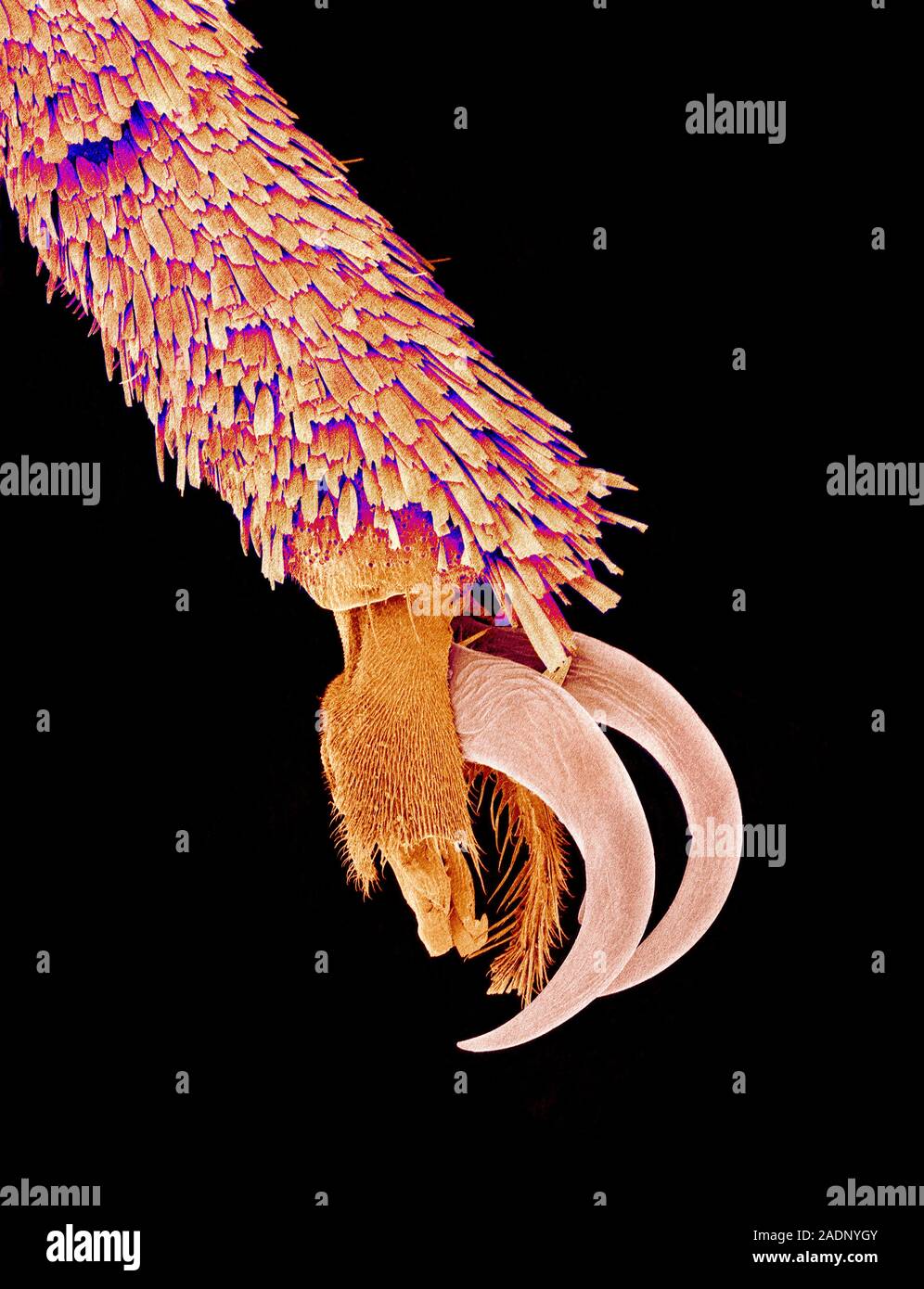 Moth foot. Coloured scanning electron micrograph (SEM) of the tip of a ...