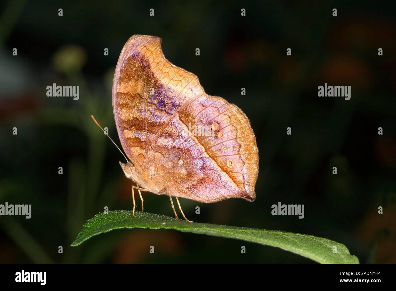 Leafwing butterfly (Doleschallia bisaltide) on a leaf. Leafwing ...