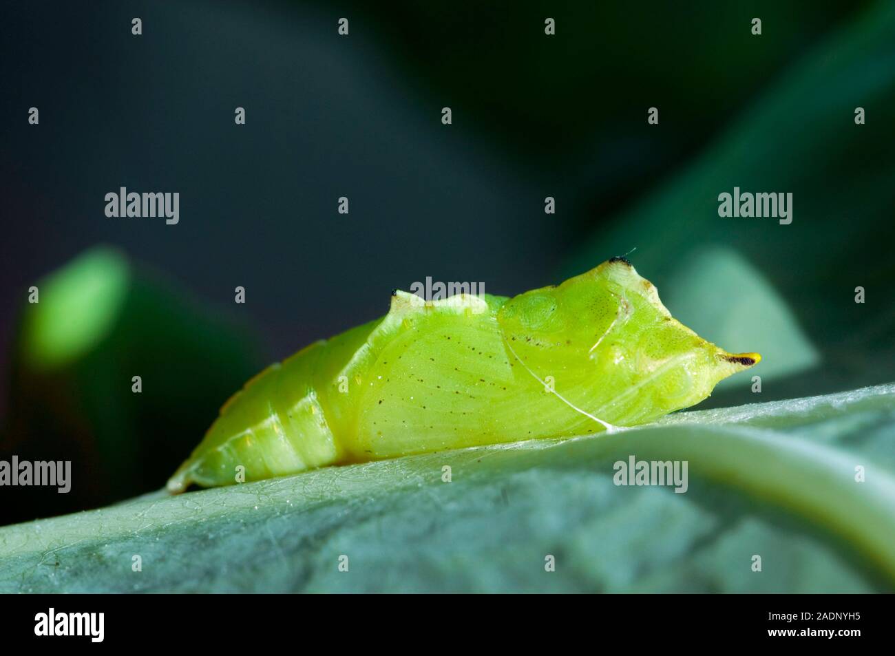 Small white butterfly (Pieris rapae) chrysalis. A chrysalis is the name ...