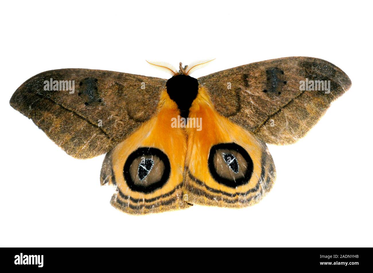 Moth displaying defensive eye spots. Many moths and butterflies have ...