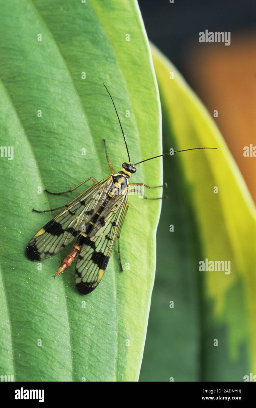 Scorpion fly. Female scorpion fly (Panorpa communis) on a leaf. This ...