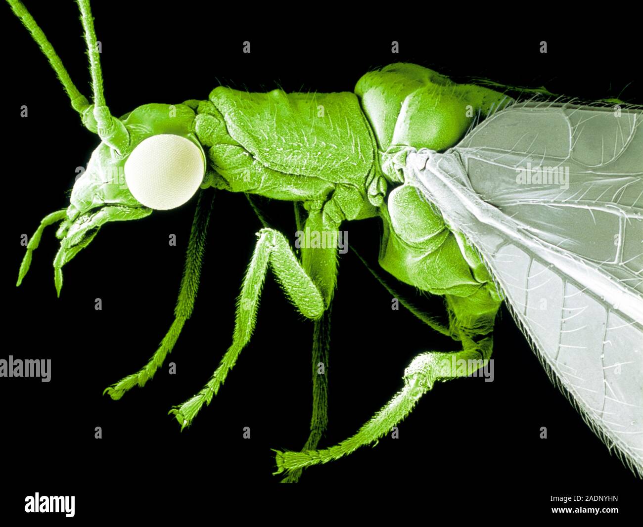 Lacewing. Coloured Scanning Electron Micrograph (SEM) of a green or ...