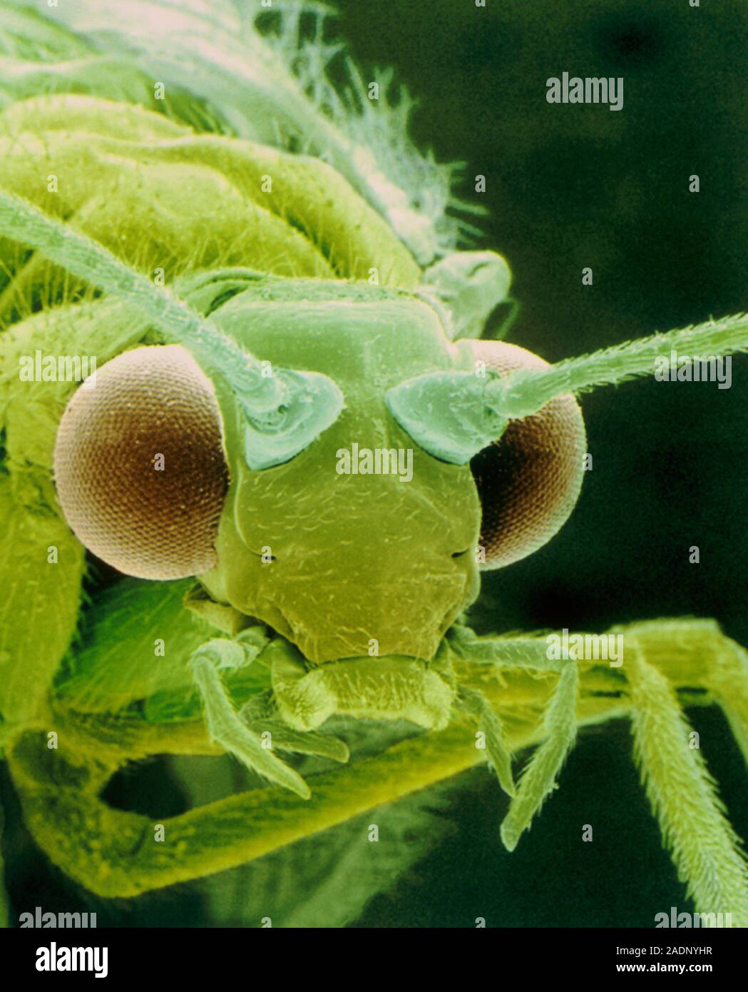 Lacewing. Coloured scanning electron micrograph (SEM) of a green or ...