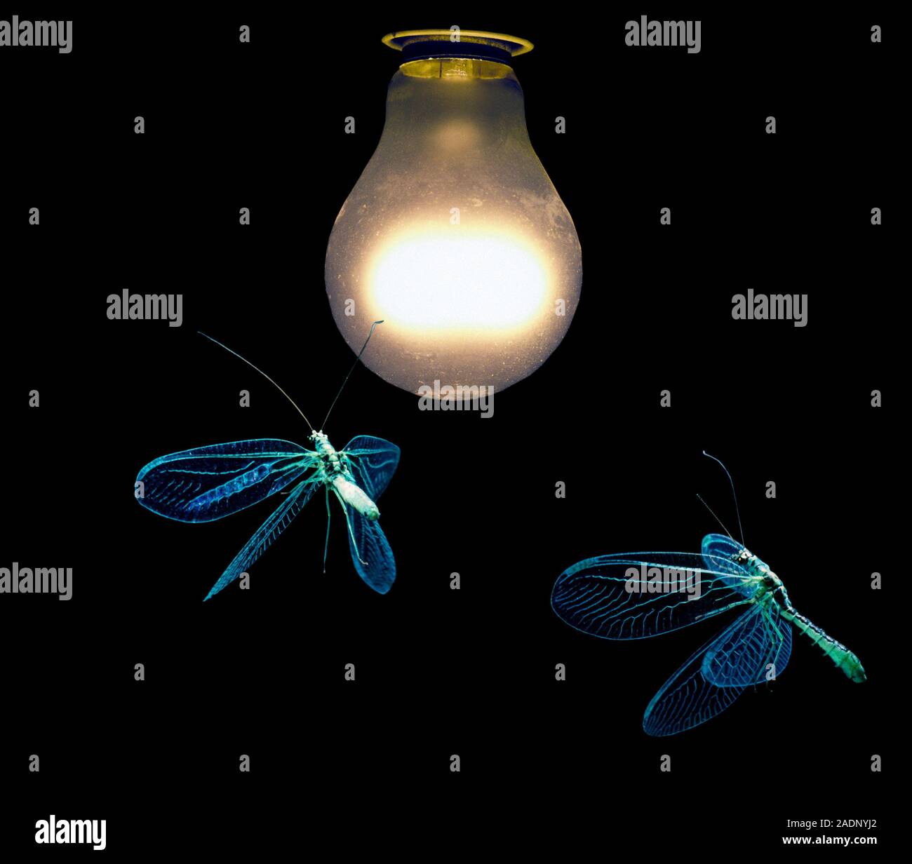 Lacewings. High-speed photograph of two green lacewings (Chrysopa sp ...