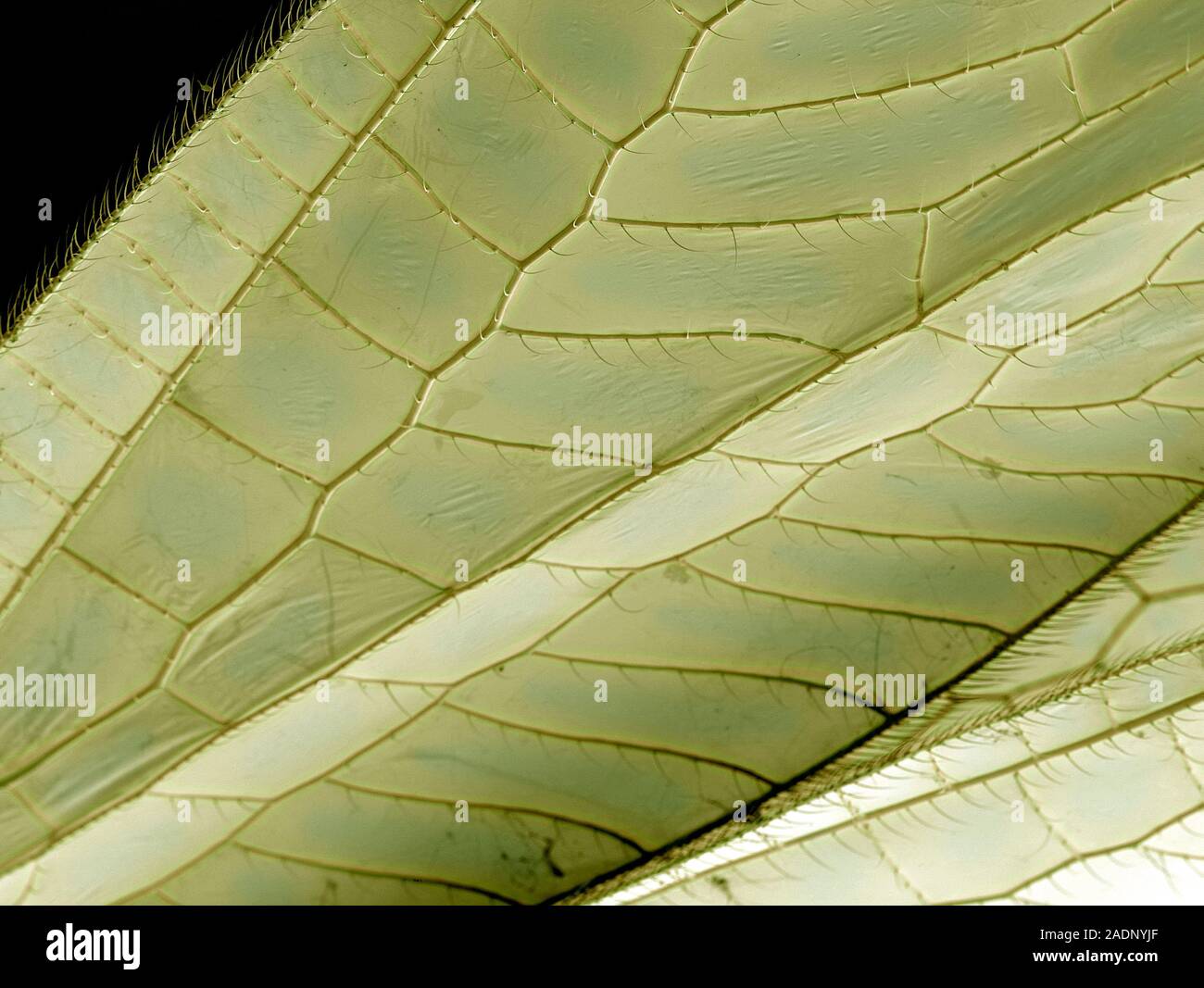 Lacewing wing. Coloured scanning electron micrograph (SEM) of the wing ...