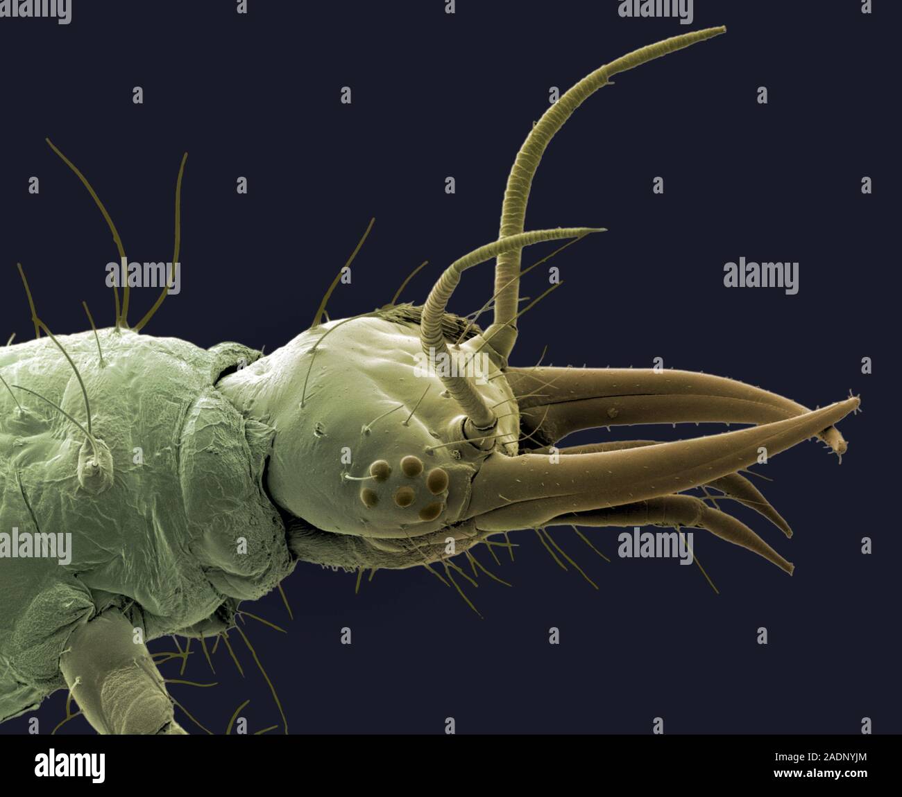 Lacewing larva head (Chrysoperla carnea), coloured scanning electron ...