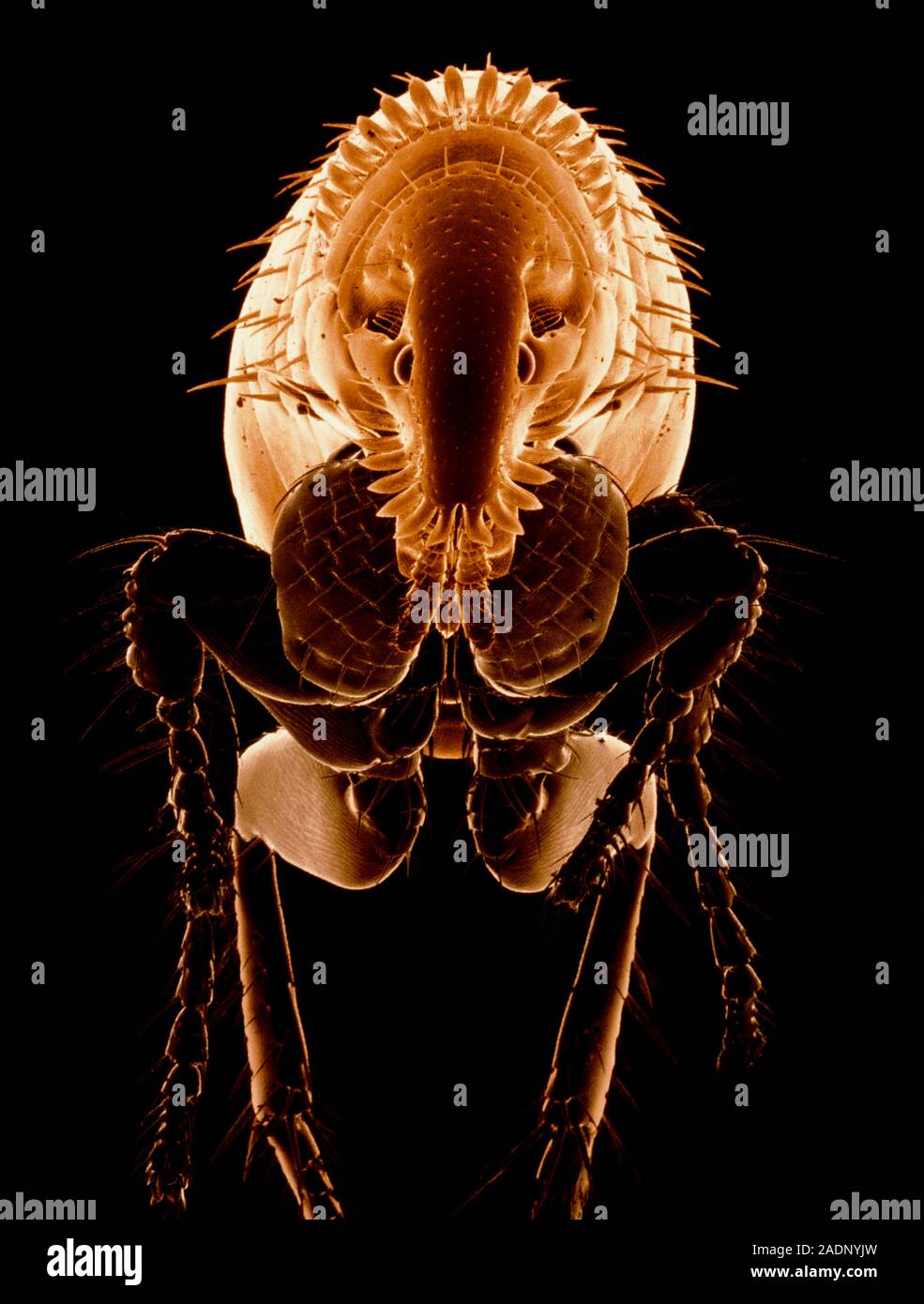False-colour scanning electron micrograph of the cat flea ...