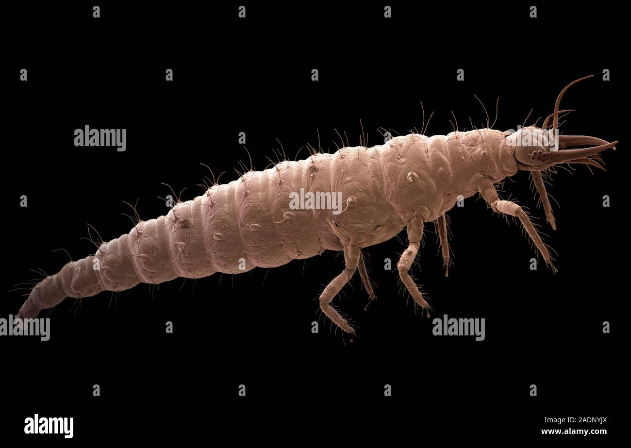 Lacewing larva (Chrysoperla carnea), coloured scanning electron ...