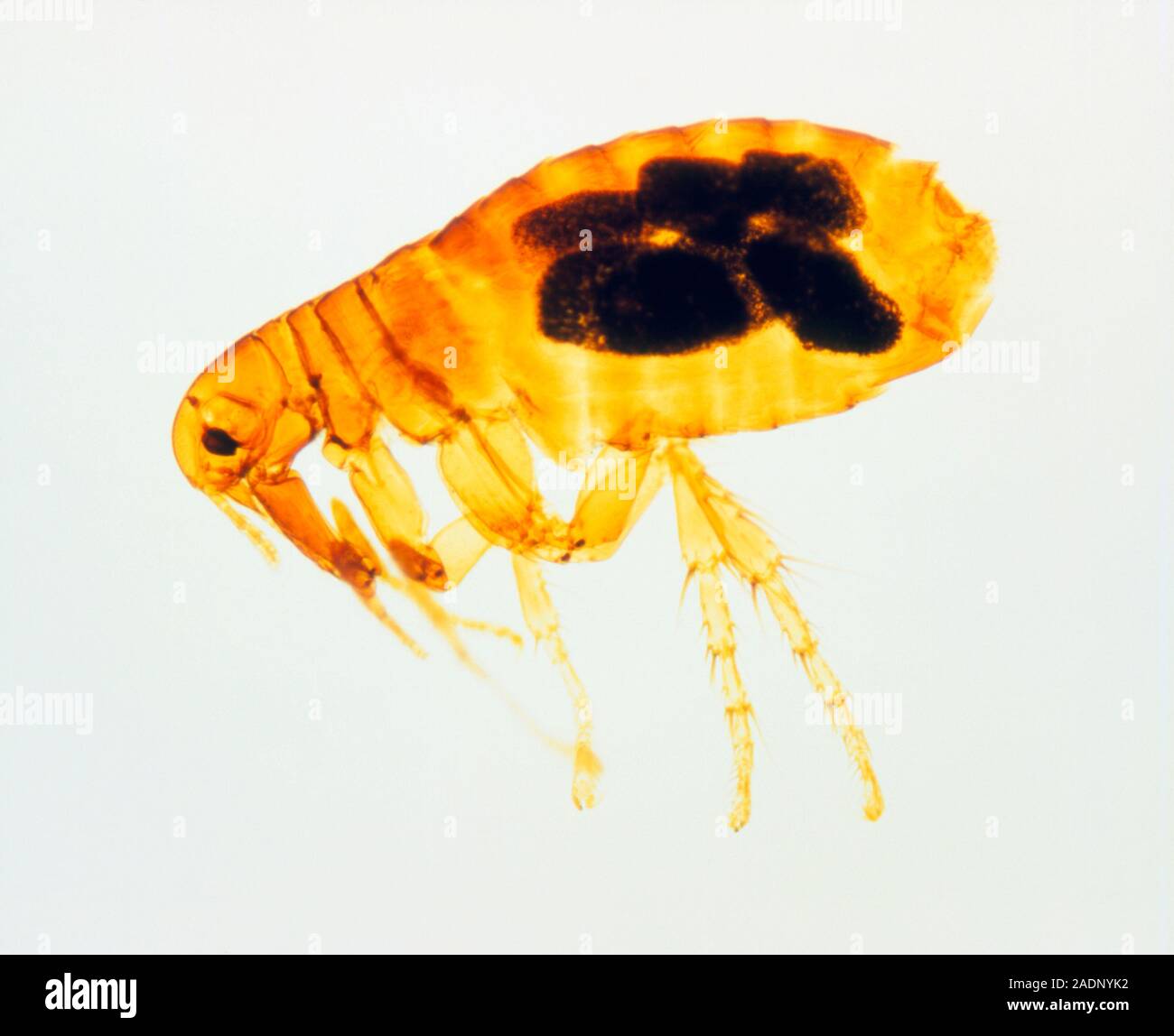 Light micrograph of the human flea, Pulex irritans. Fleas are tiny ...