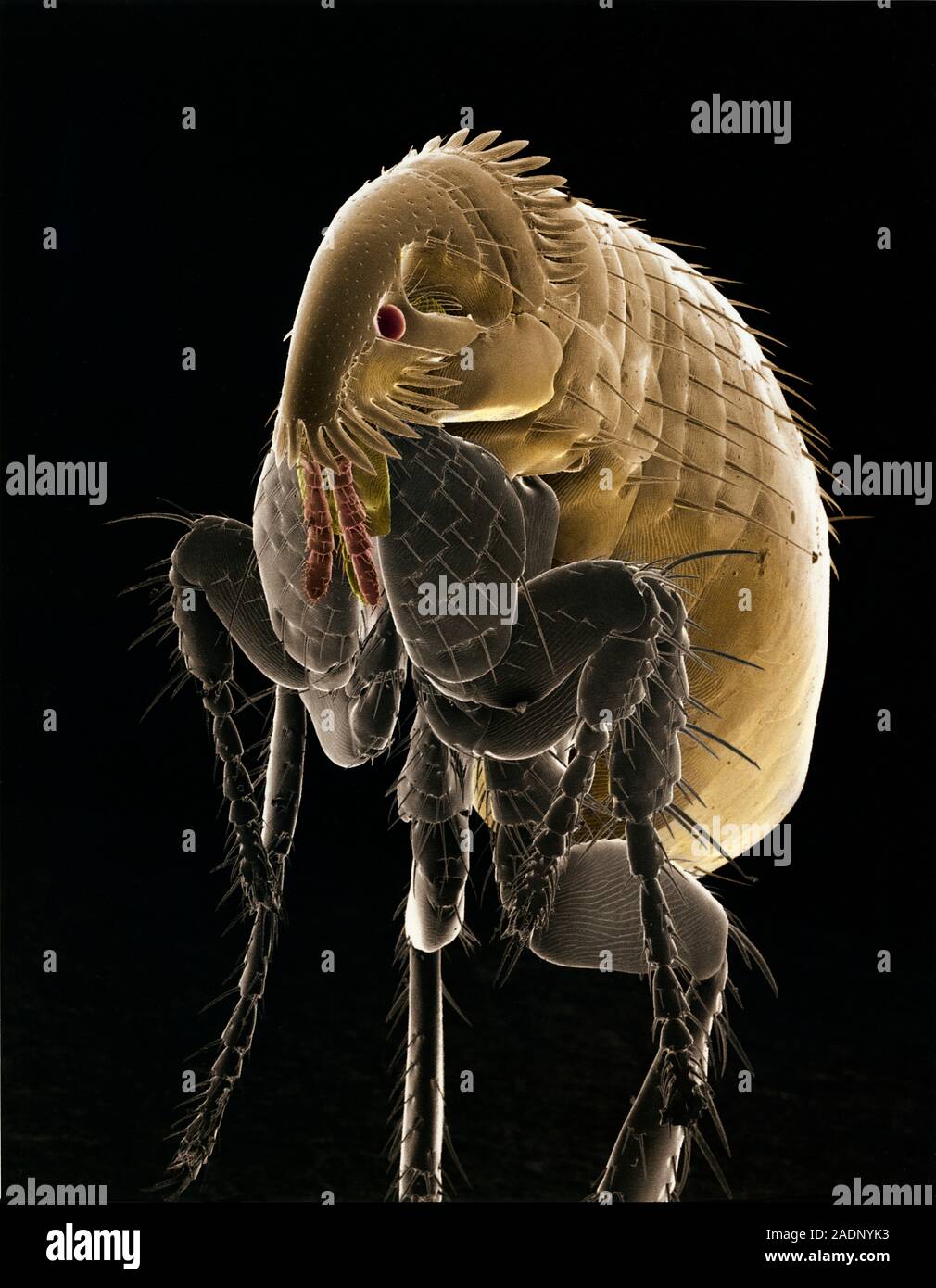 Flea Under Electron Microscope