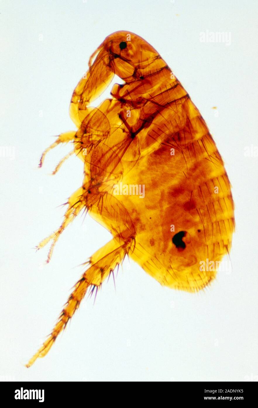 Light micrograph of the dog flea, Ctenocephalides canis. This is a ...